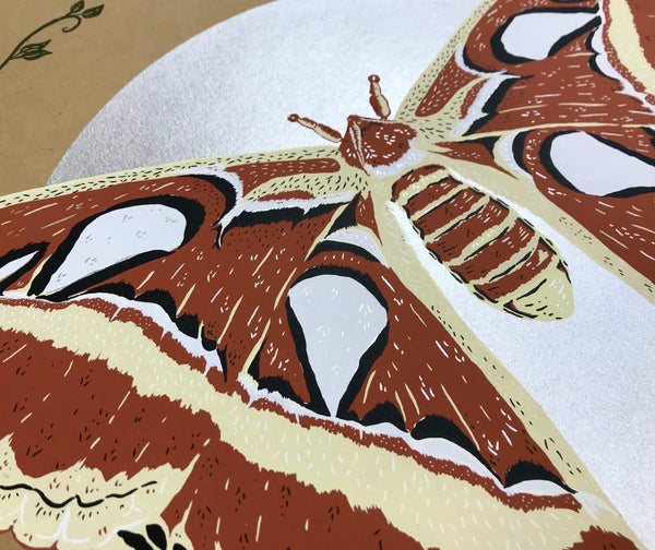 Atlas Moth – Stacey Malasky